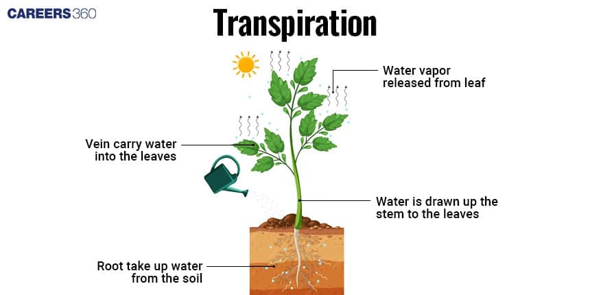 Transpiration- Definition, Types, Factors & Mechanism